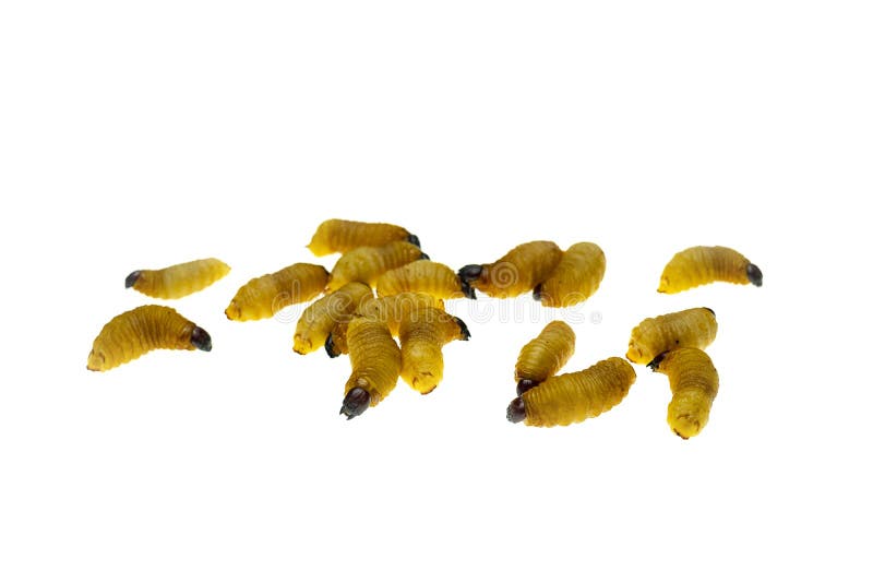 Red Palm Weevil Larvae on White Background Stock Image - Image of ...