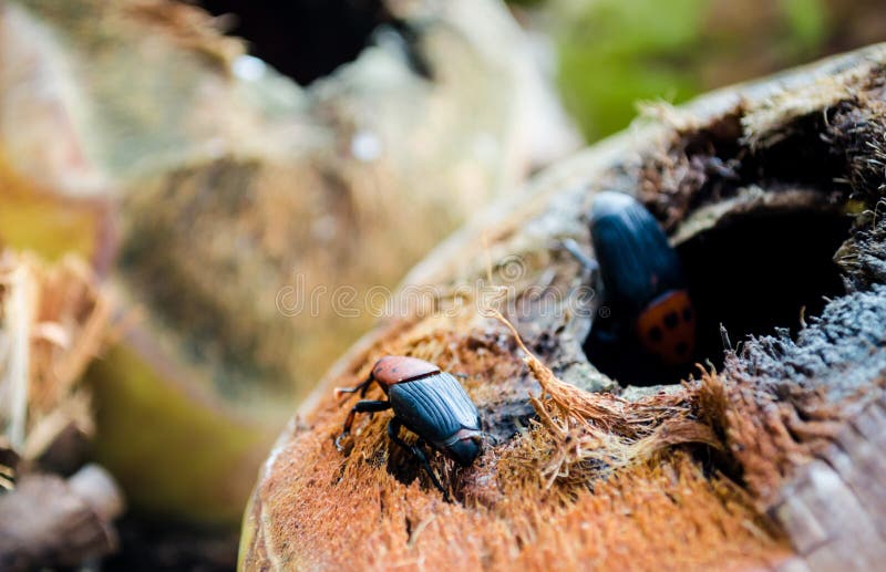 Red palm weevil stock photo. Image of coconut, cutout - 40309288