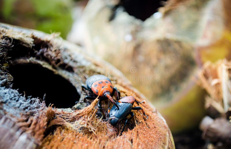 Red palm weevil stock photo. Image of coconut, cutout - 40309288