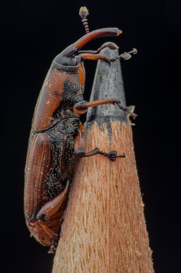 Red Palm Weevil on a Pencil Stock Photo - Image of hand, palm: 185502522