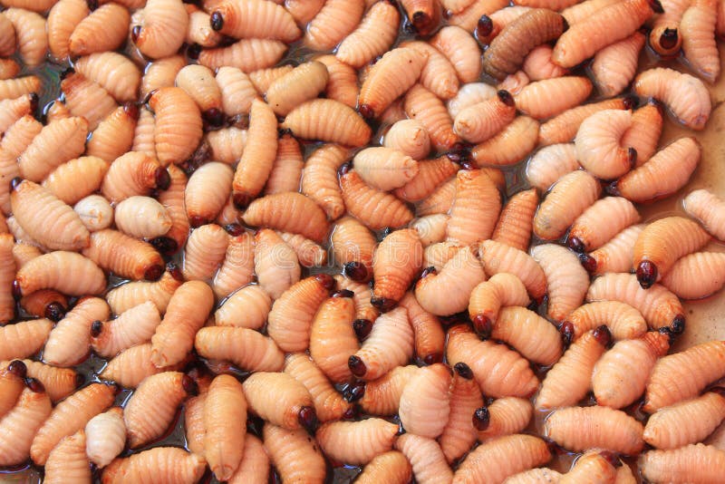 Sago Worm, Larvae from the Red Palm Weevil on Soil Stock Image - Image ...