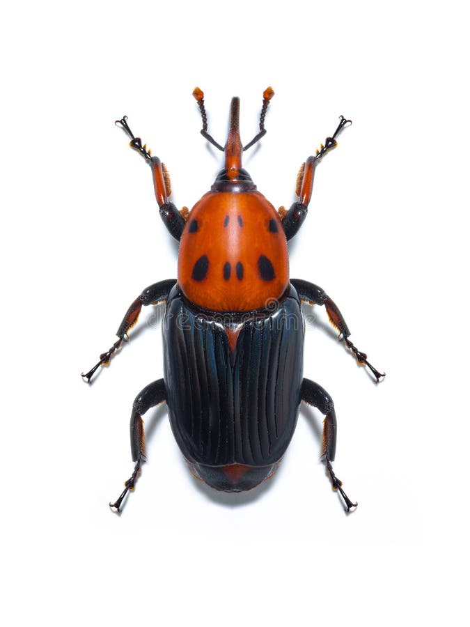 Red Palm Weevil, Red-stripes Palm Weevil Isolated on White Background ...