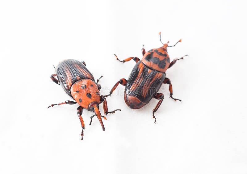 Red Palm Weevil Rhynchophorus Ferrugineus Stock Image - Image of ...