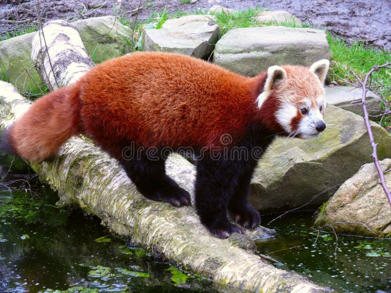 Waving Red Panda stock photo. Image of mammal, bamboo - 6661150