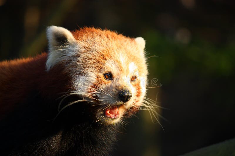 Red panda stock photo. Image of isolated, sunset, panda - 11718572