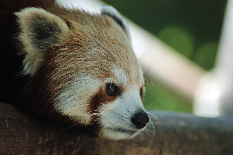 Red Panda Picture. Image: 14597433