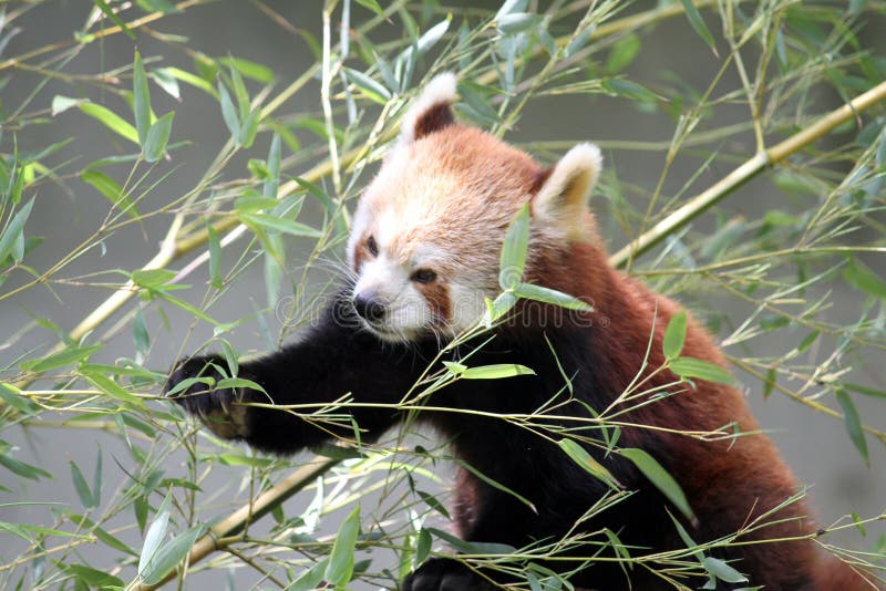 Red panda stock photo. Image of small, brown, panda, mammal - 14700998