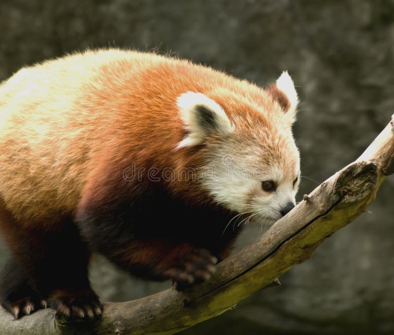 Red panda stock photo. Image of mammals, cute, claws - 14995300