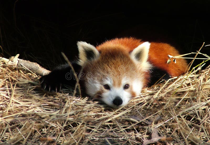 Cute Baby Red Panda Bears