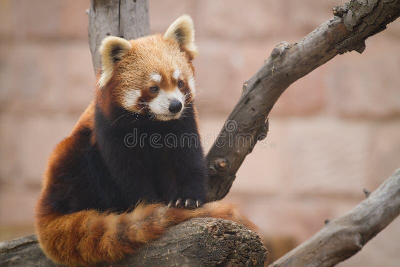 Curled Up Red Panda Sleeping on Snow-covered Tree Stock Image - Image ...