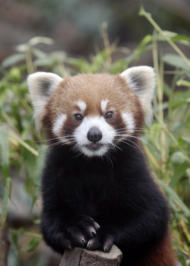 Red Panda stock image. Image of panda, china, animal - 23716571