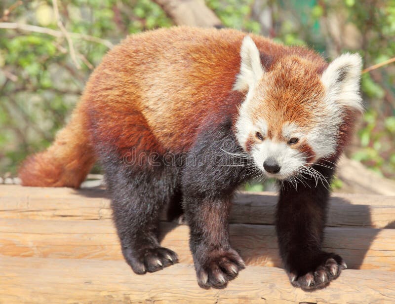 Red panda stock photo. Image of mammals, panda, endangered - 24067384