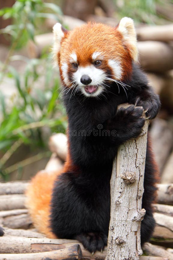 Red Panda Stand Stock Photos - Free & Royalty-Free Stock Photos from ...