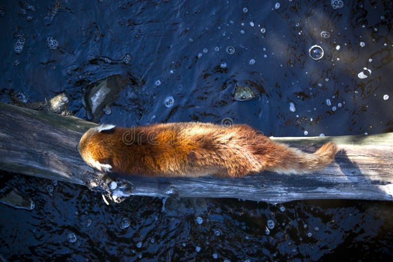 288 Red Panda Water Stock Photos - Free & Royalty-Free Stock Photos ...