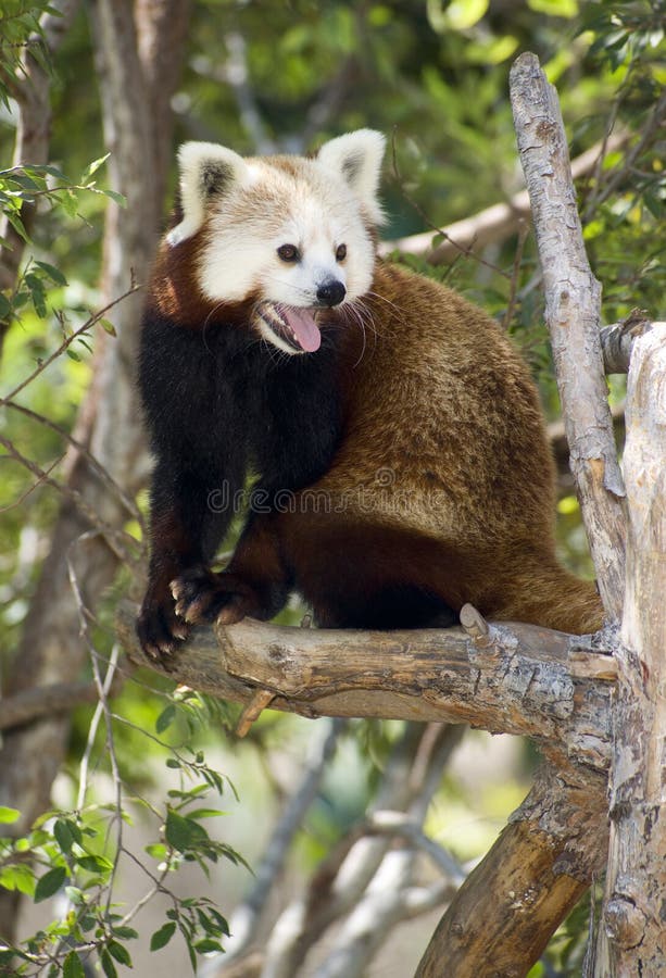 Red Panda Wildlife Pants Sitting in Tree Daytime Stock Image - Image of ...
