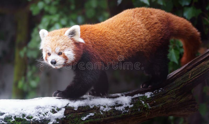 Red panda stock image. Image of adorable, foliage, lesser - 269687441