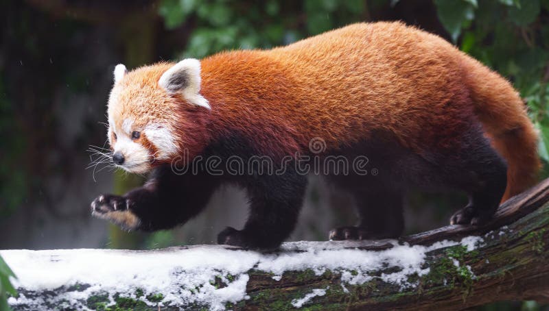 Red panda stock photo. Image of bear, funny, bhutan - 269687450
