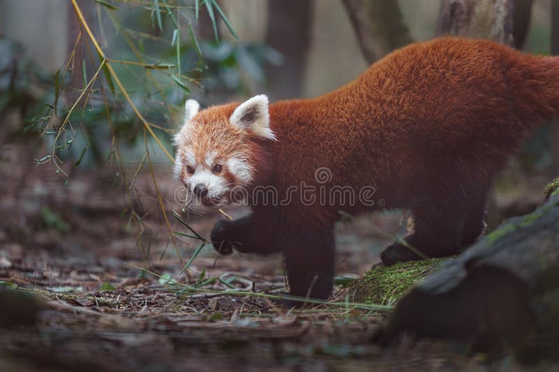 Red panda stock photo. Image of asia, bhutan, curious - 269864550