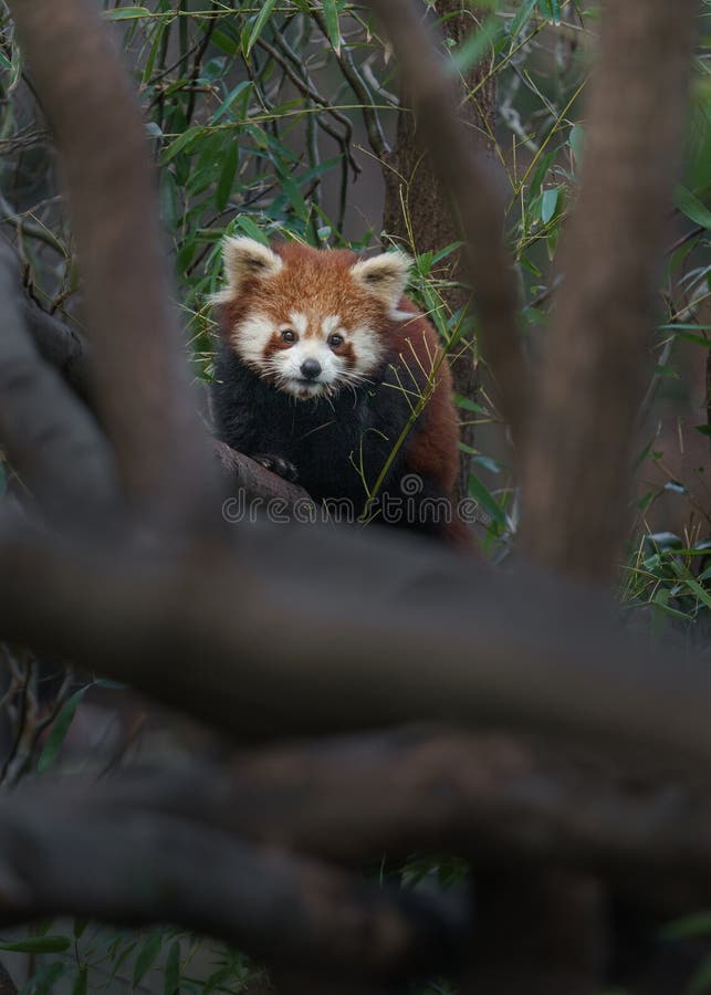 Red Panda behind bamboo stock photo. Image of wildlife - 67151094