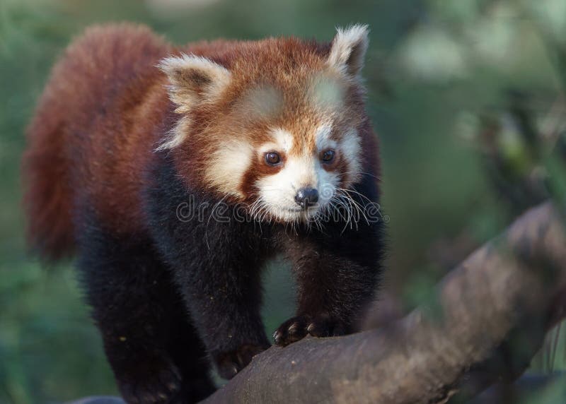 Red panda stock image. Image of lesser, asian, chinese - 269865815