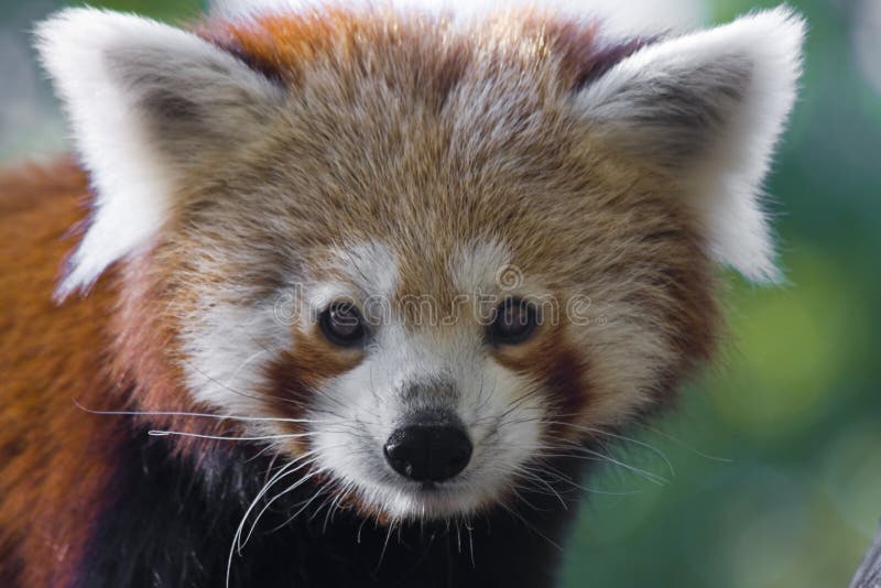 Red panda stock photo. Image of asia, whiskers, fauna - 28402272
