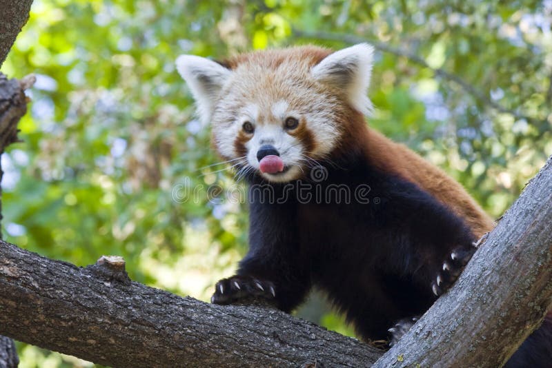 Red panda stock image. Image of snout, fauna, organism - 28402301