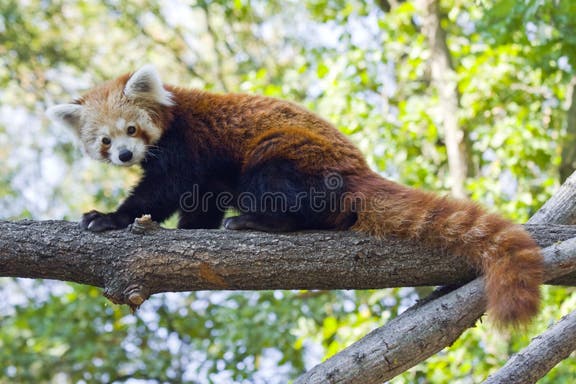 Red panda stock photo. Image of ailurus, catbear, snout - 28402330