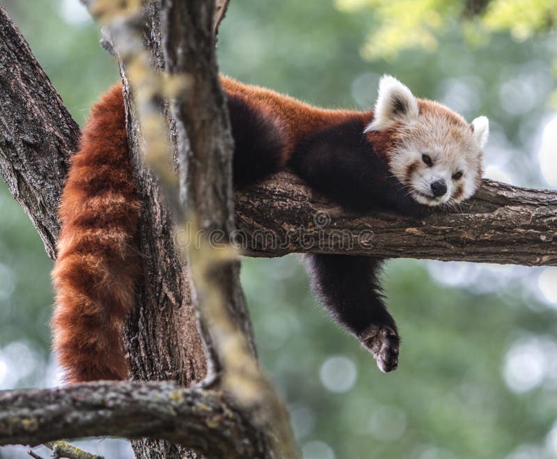 Red panda stock image. Image of eyes, animal, panda, rest - 29294823