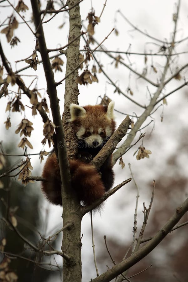 Sankam Stock Photos - Free & Royalty-Free Stock Photos from Dreamstime