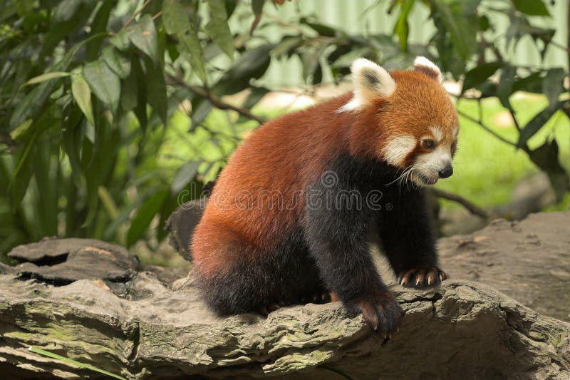 Red Panda stock photo. Image of tropics, nepalese, bear - 389126