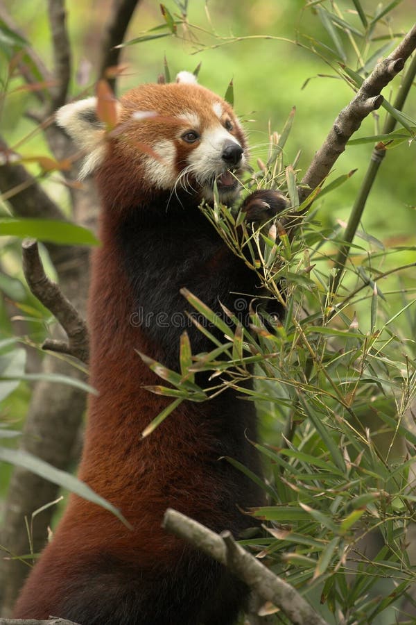 Red Panda stock image. Image of tropics, cute, brown, ponya - 389167
