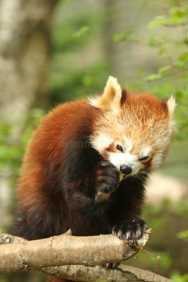 Red Panda stock photo. Image of reddish, exotic, unique - 5222396