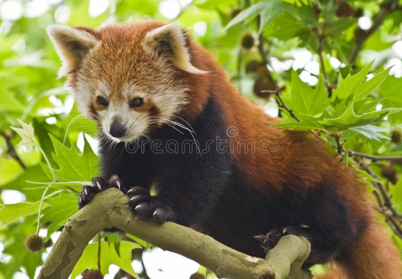 Fat Red Pandas Stock Photos - Free & Royalty-Free Stock Photos from ...