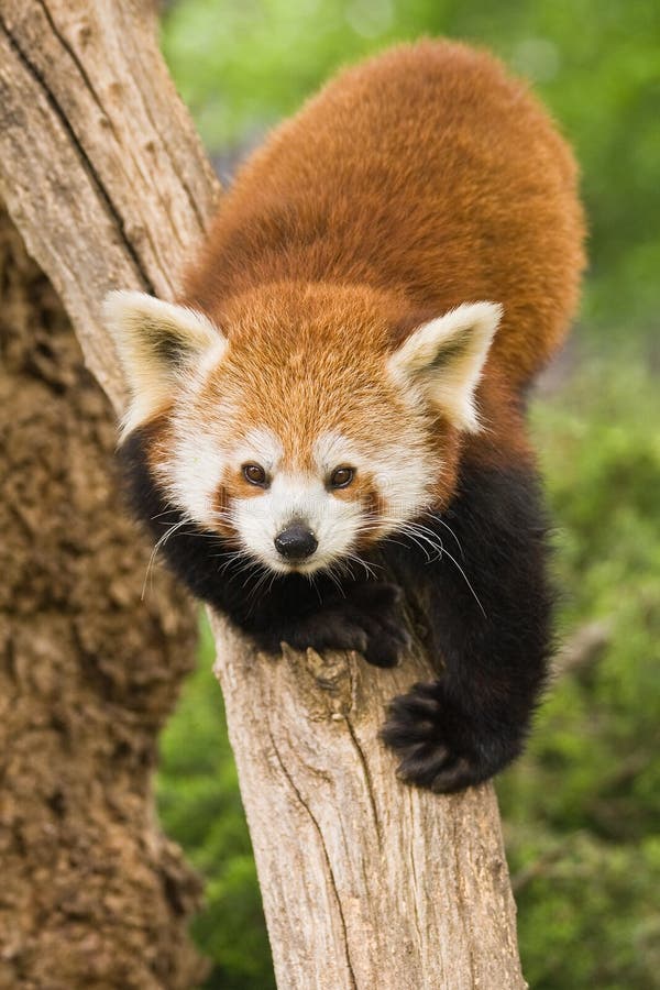 Red Panda stock image. Image of zoology, bambu, shinning - 7066041