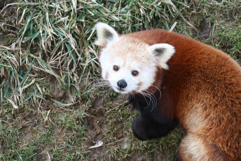 Red Panda Picture. Image: 716758