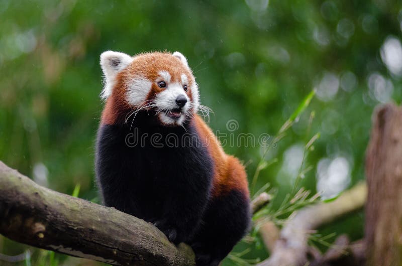 Red Panda stock image. Image of germany, ears, gran, deutschland - 84956231