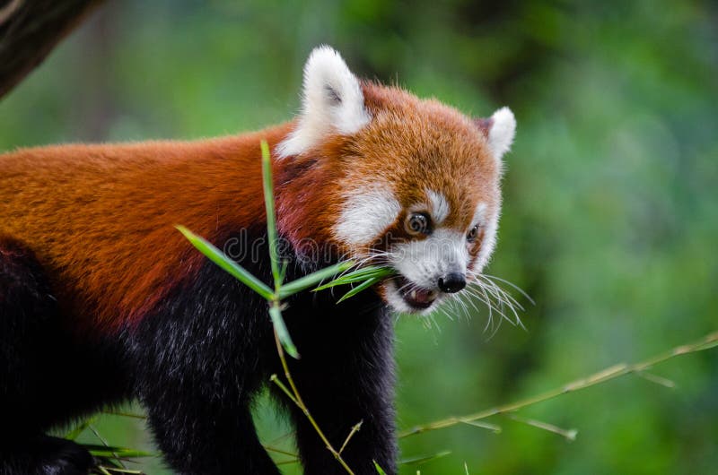 Red Panda Picture. Image: 85176318