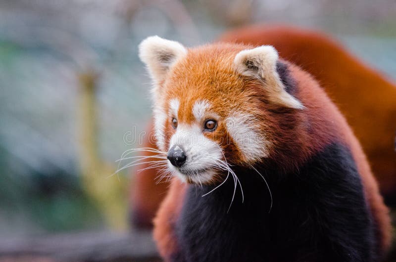 Red Panda Picture. Image: 85182536