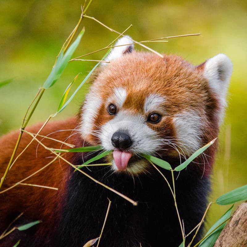 Red Panda Picture. Image: 85184231