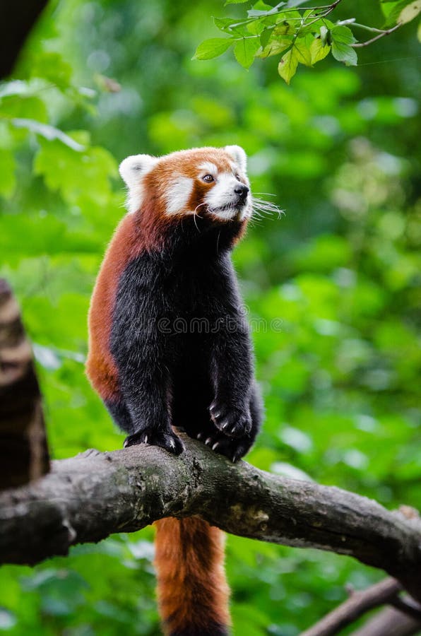 Red Panda stock photo. Image of animal, panda, germany - 85202618