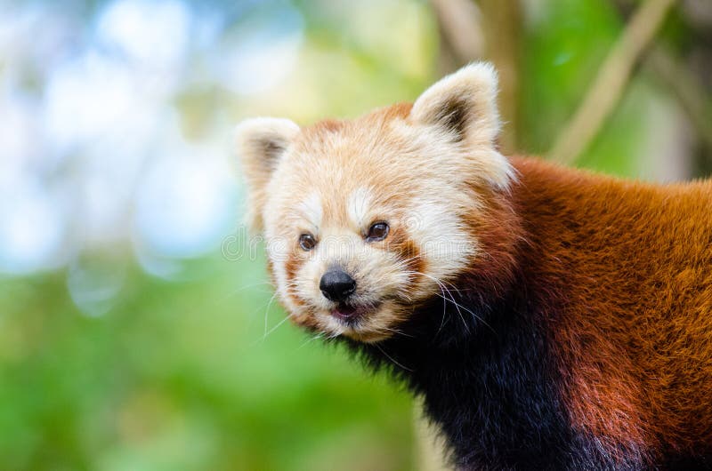 Red Panda Picture. Image: 85207293