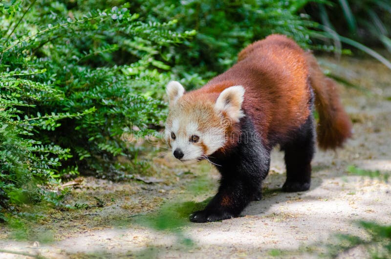 Red Panda Picture. Image: 85212612