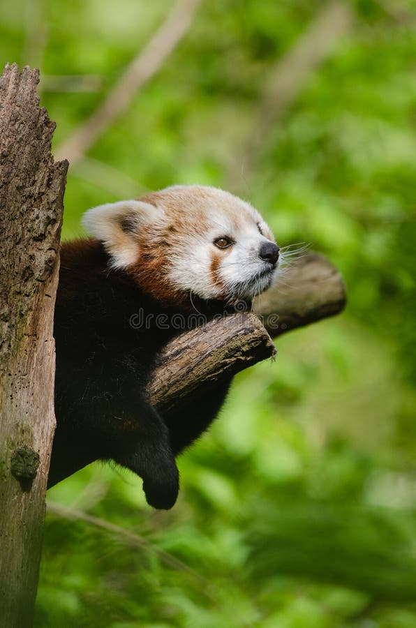 Red Panda Picture. Image: 85276383