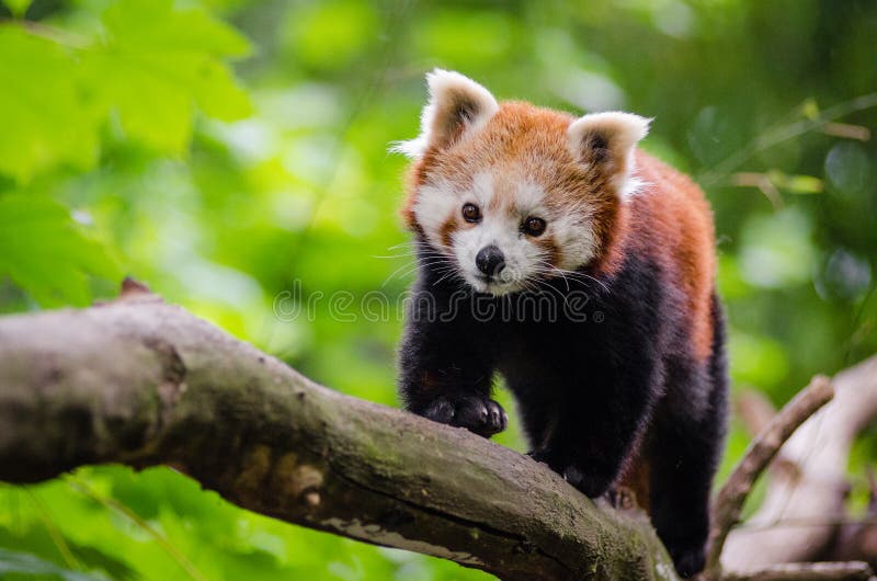 Red Panda Picture. Image: 85282936