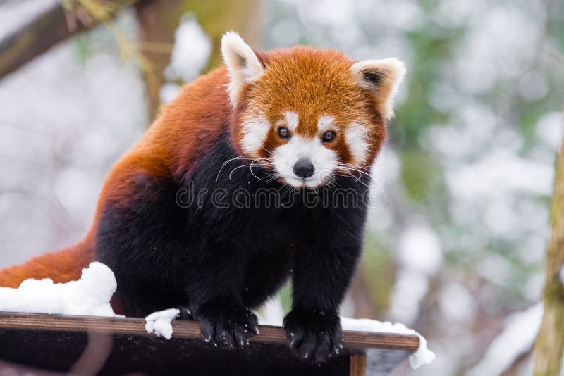 Red Panda Picture. Image: 87380862