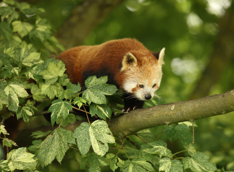 Red Panda stock photo. Image of climbing, safari, panda - 8835996