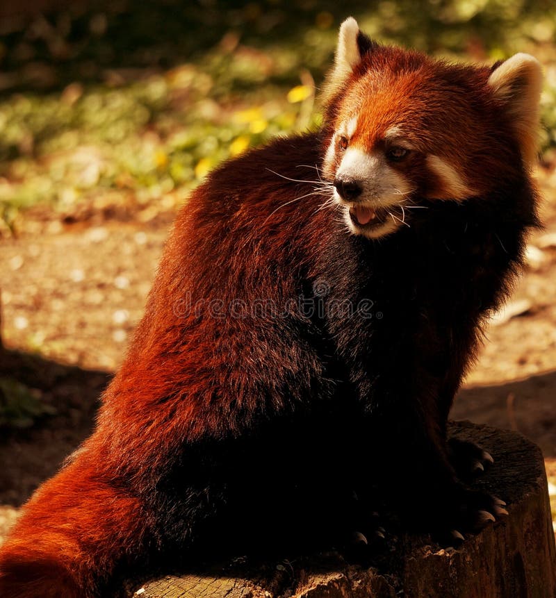 Red panda stock photo. Image of black, shadow, hair, nails - 45280686