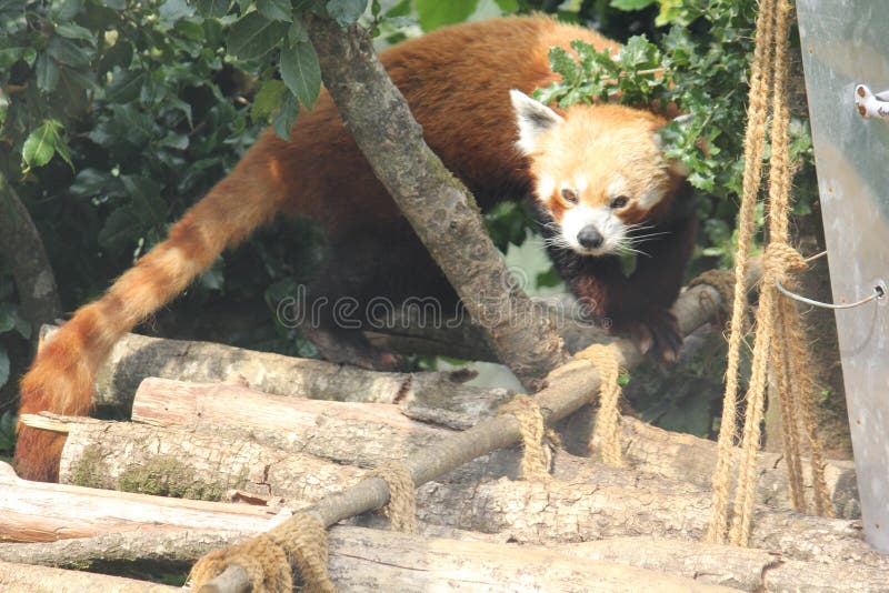 A red panda. stock image. Image of fauna, adorable, hide - 73403429