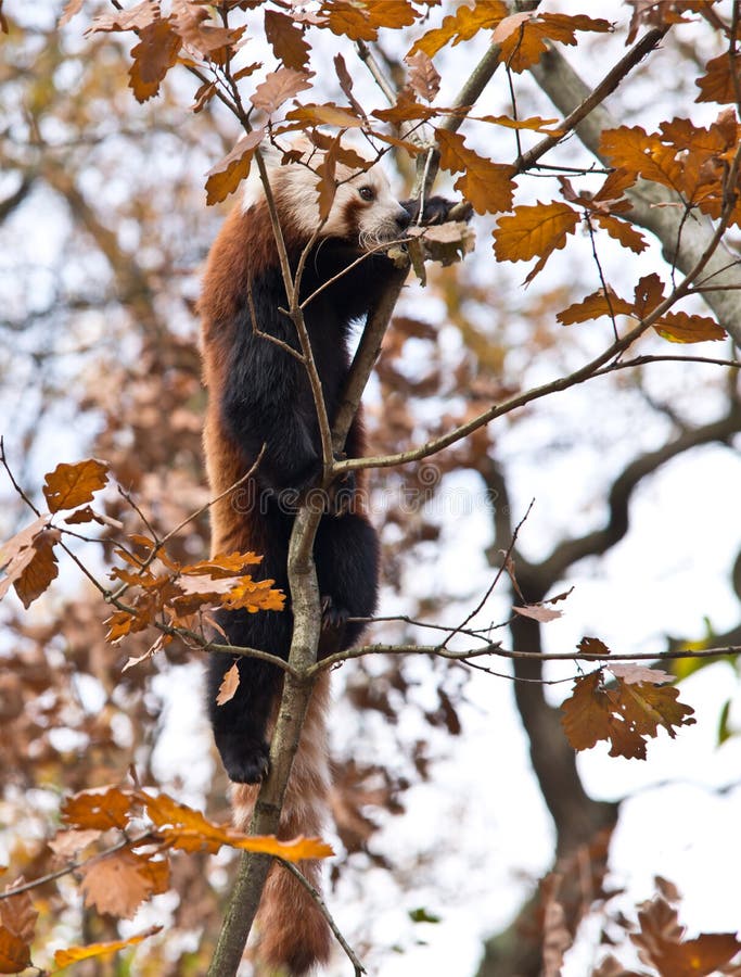 Red Panda stock photo. Image of mammals, panda, autumn - 36693480