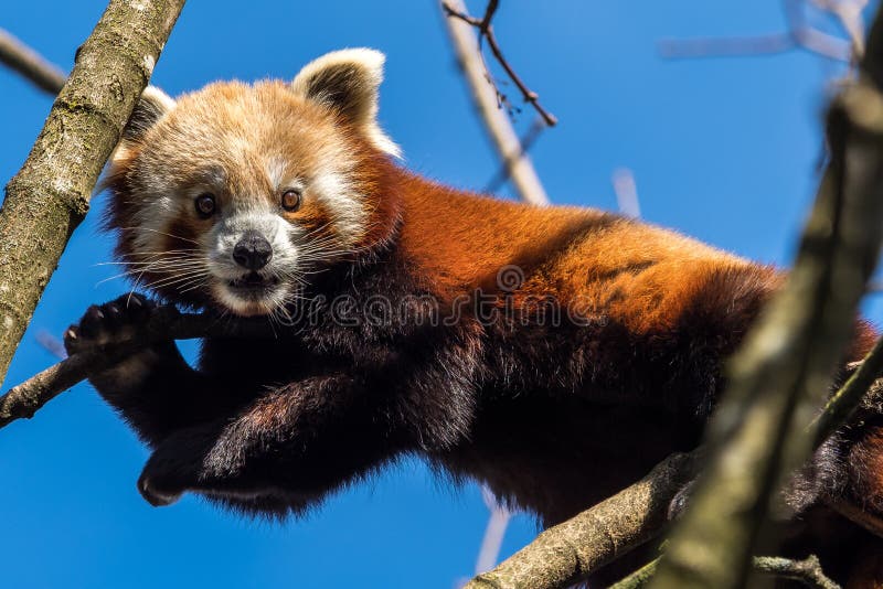 The Red Panda, Ailurus Fulgens, Also Called the Lesser Panda Stock ...